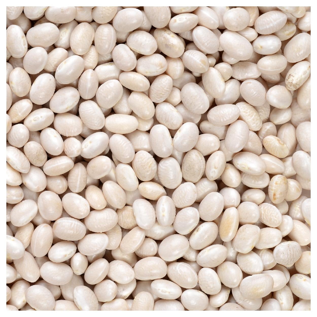 Everwilde Farms - 1 lb Navy Dry Bean Seeds - Gold Vault Bulk Seed ...