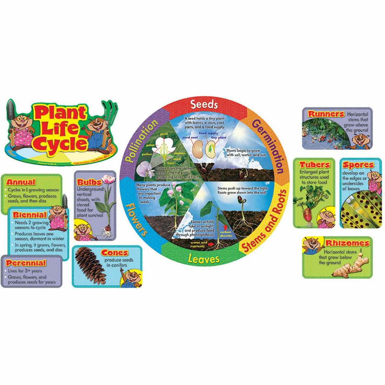 PLANT LIFE CYCLE MINI BBS - Walmart.com