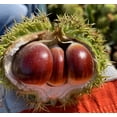 Blight Resistant Chestnut American Hybrid Castanea dentata X mollissima ...