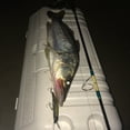 Yo-Zuri Mag Darter, 5" Hard Bait Fishing Lure, Bronze - Walmart.com