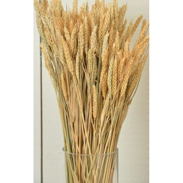 Rye Bundle 6 oz Wheat Bundle 30-40 stems Light green - Blond -- Short ...