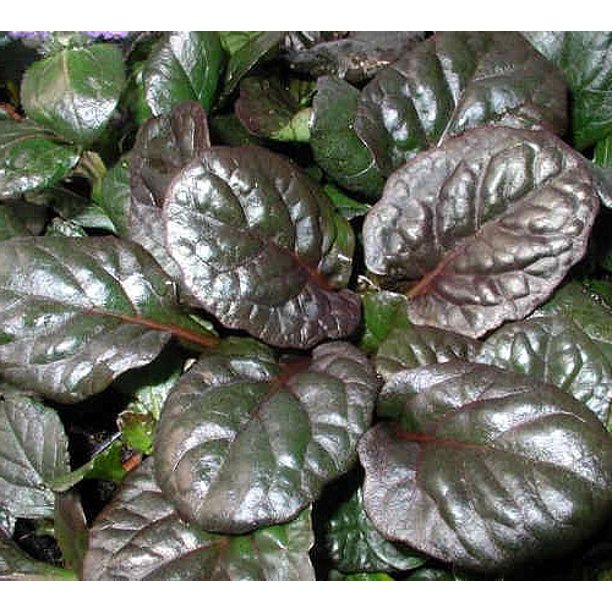 Caitlin's Giant Ajuga - Carpet Bugle - Huge Leaves - 48 Plants - 1 3/4 ...