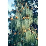 30 Mexican WEEPING PINE TREE Evergreen Pinus Patula Seeds - Walmart.com