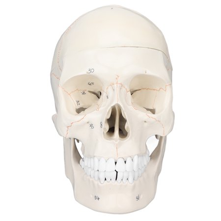 Skull Model, Multipurpose Human Skull Anatomical Model PVC Wear ...