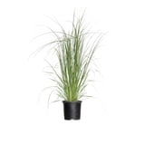 Expert Gardener Pampas Grass (2.5 Quart) Tall Ornamental Perennial with ...