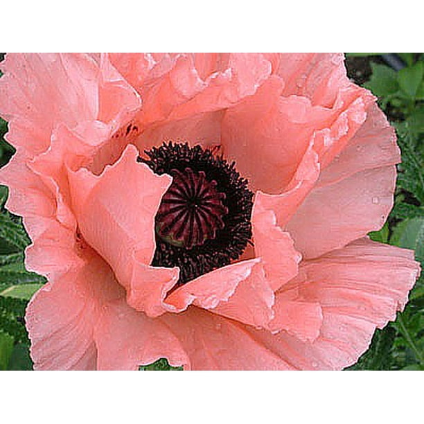 Princess Victoria Louise Oriental Poppy - Papaver - Quart Pot - Walmart ...