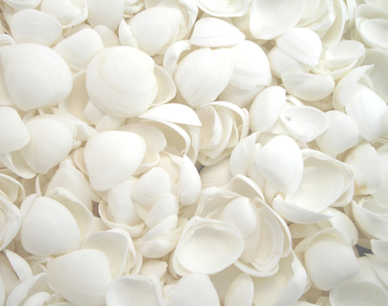 1/2 lb (About 200+) Beautiful White Cay Cay Shells 3/4-1" Size Crafts ...
