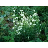 50 WHITE Showy OBEDIENT PLANT (False Dragon Head) Physostegia ...