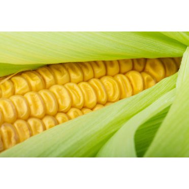 Honey Select Hybrid Triplesweet Corn Garden Seeds (Treated) - 1 Lb ...