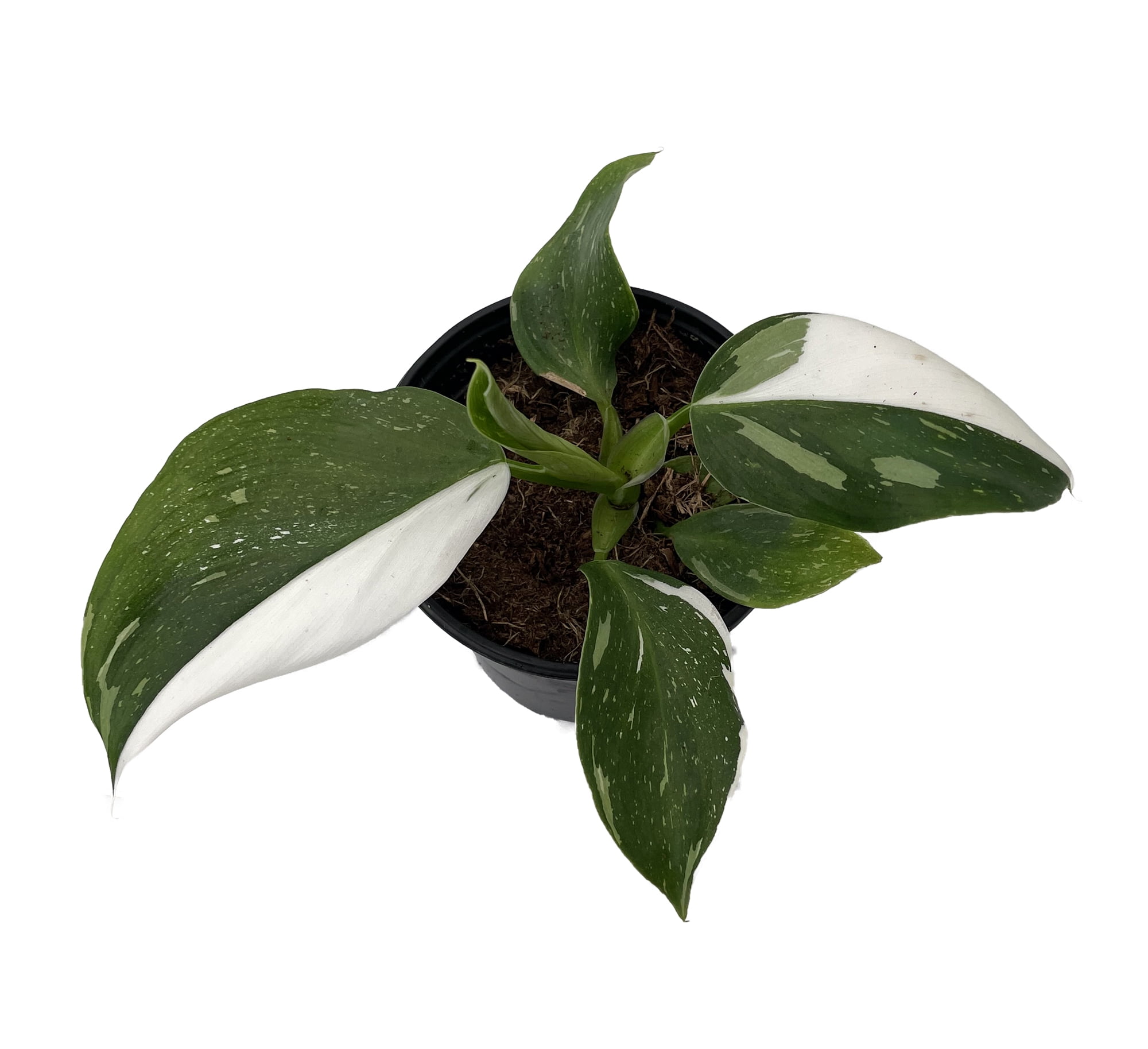White Wizard Philodendron - 4" Pot - Collector's Series - Walmart.com