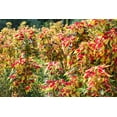 150 TRICOLOR AMARANTHUS PERFECTA Summer Poinsettia Amaranth Flower ...