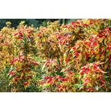 150 TRICOLOR AMARANTHUS PERFECTA Summer Poinsettia Amaranth Flower ...
