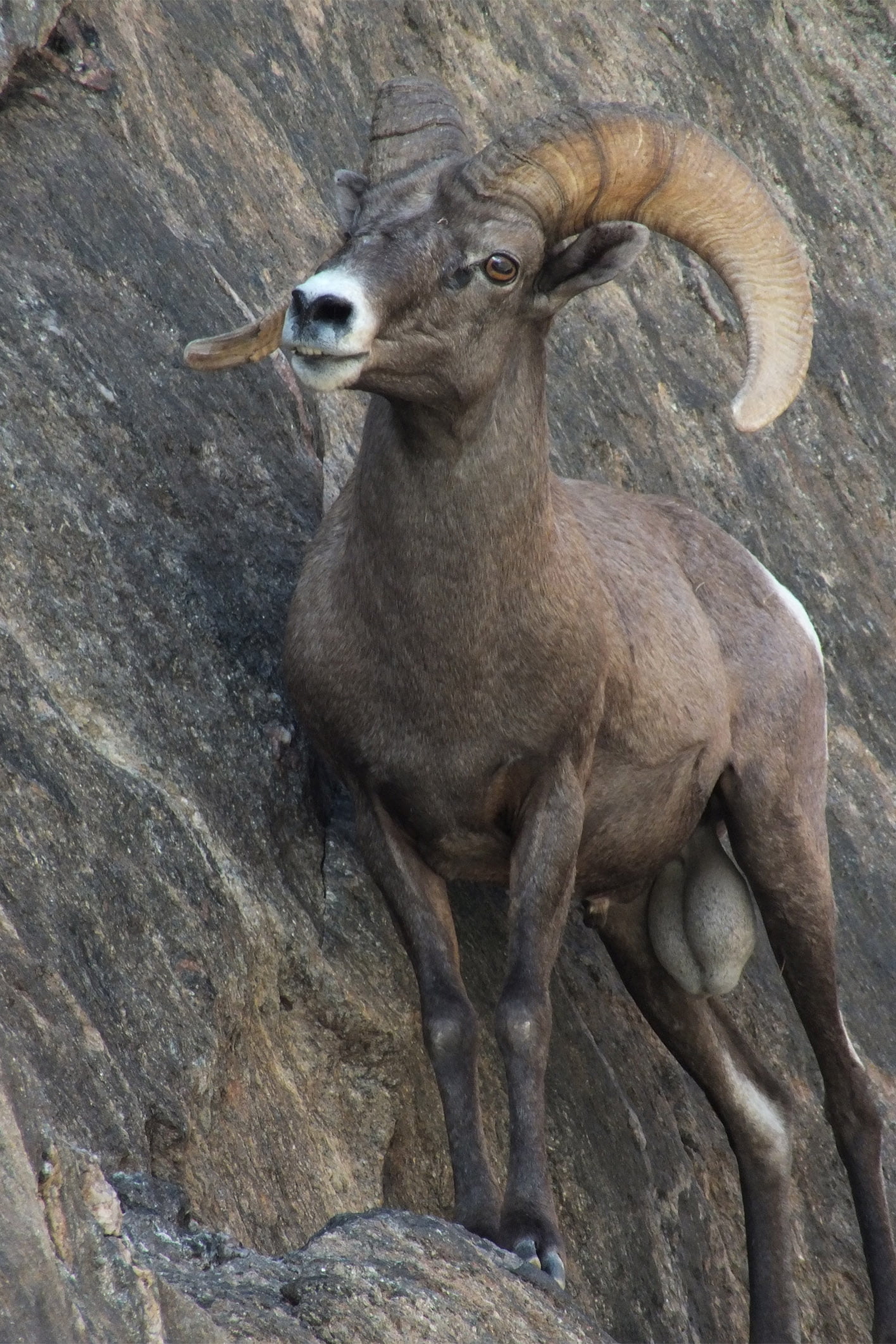24x36 gallery poster, Bighorn Sheep Ram, Grand Canyon - Walmart.com
