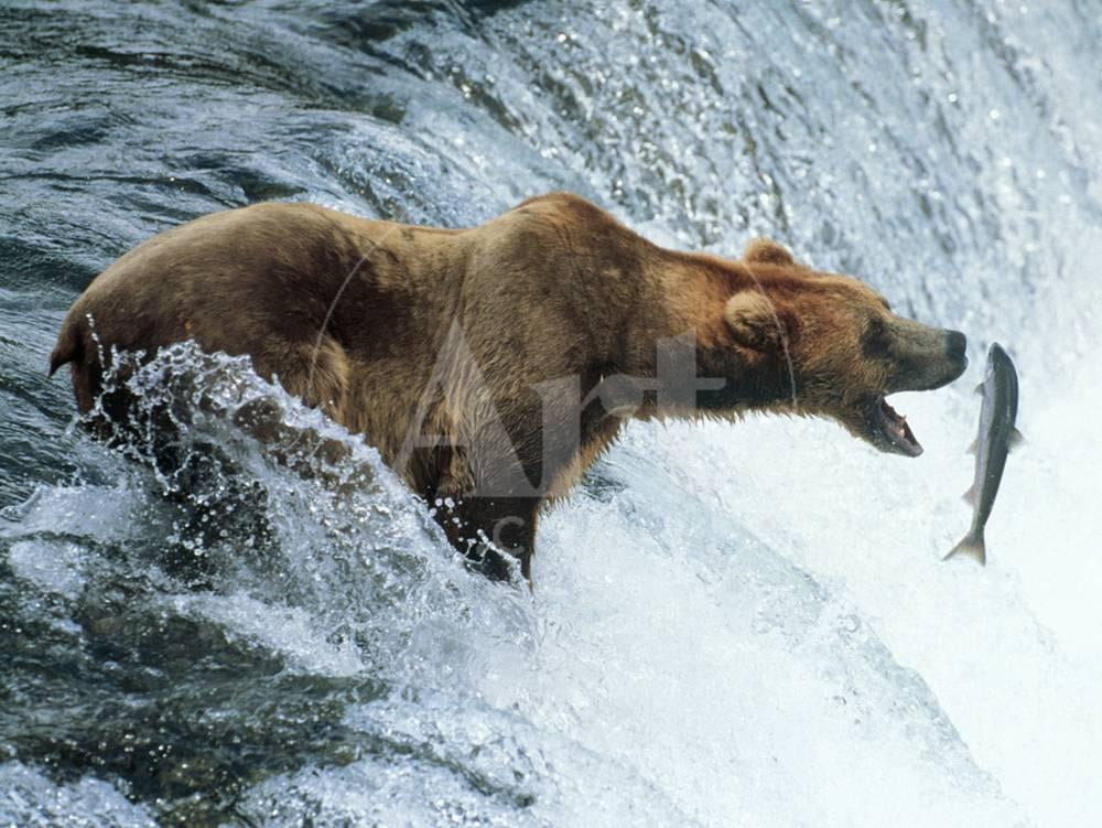 Brown Bear Catching a Fish, Animals Scenic Unframed Photographic Print ...