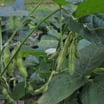 Soybean - Chiba Green - 7 g Packet ~42 Seeds - Non-GMO, Heirloom ...
