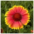 Everwilde Farms 500 Blanket Flower Seeds - Walmart.com