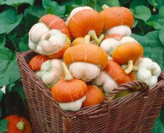 Tiny Turks Turban Pumpkin Seeds for Planting (5 Seeds) - Curious Mini ...