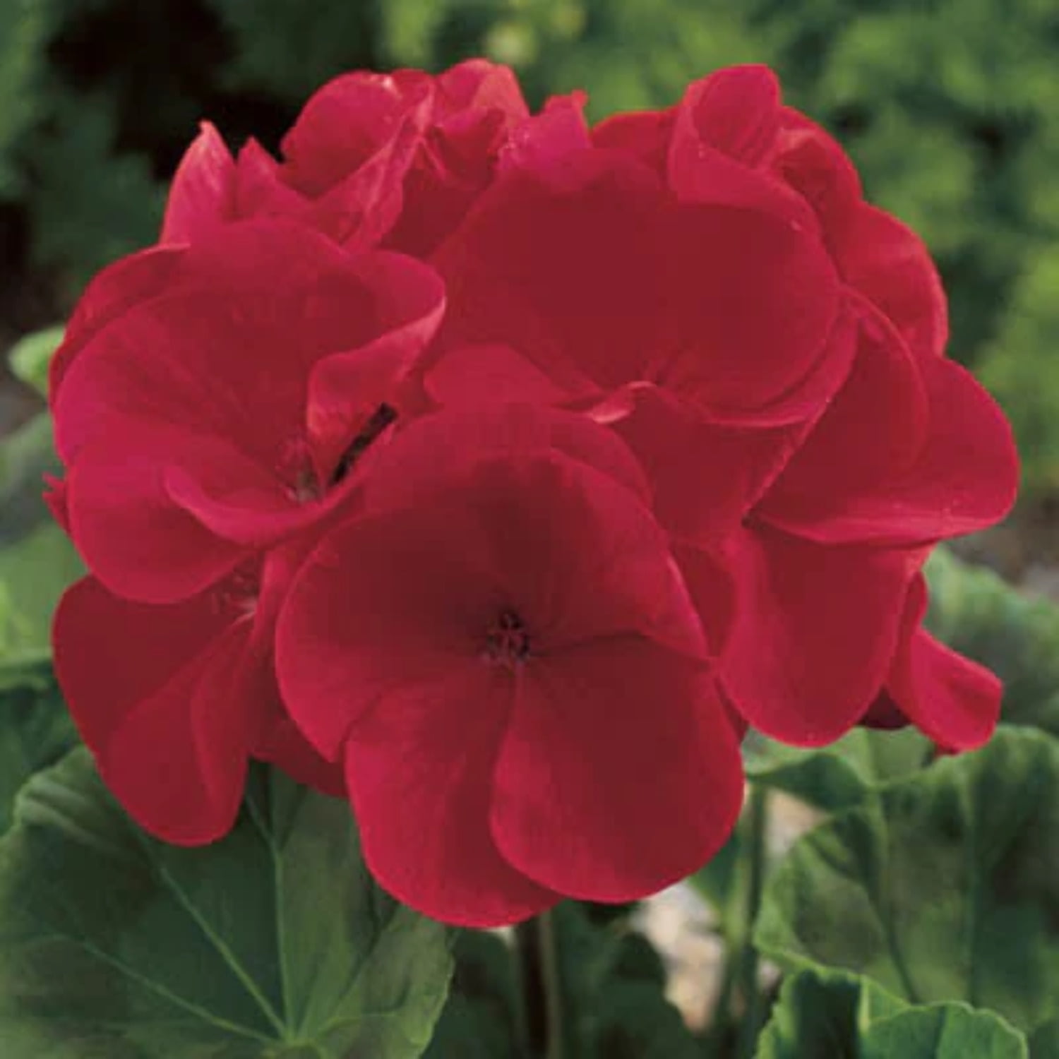 Geranium Maverick Red F1 Seed - NON-GMO - 100 Seeds - Walmart.com