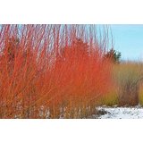 Two Flame Willow Tree - Vibrant Orange and Red Colored Bark - Unique ...
