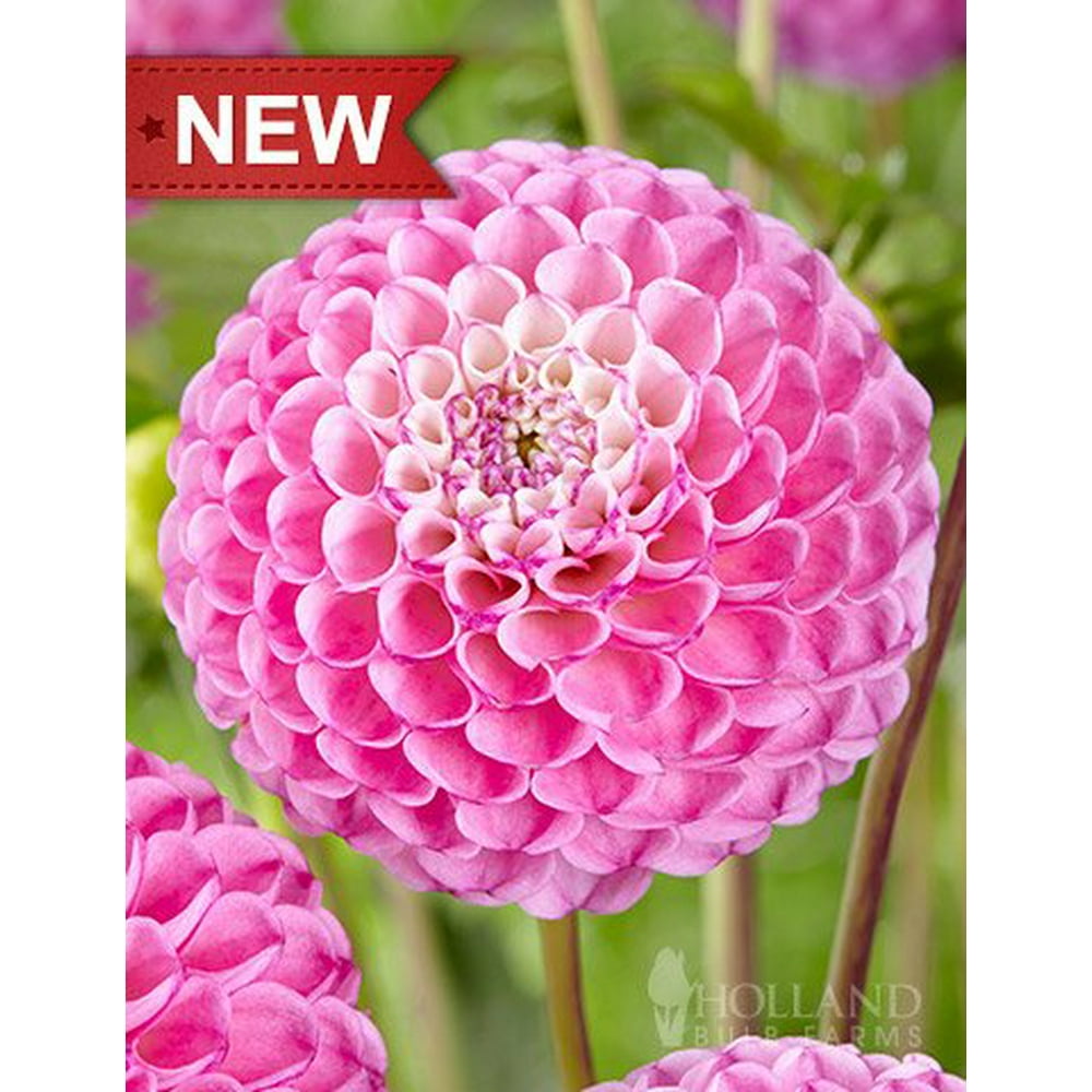 Zippity Do Da Dahlia - Walmart.com - Walmart.com