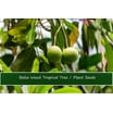 Tropical SEEDS - Ber Tree 10 Seeds - Jujube - Small Evergreen ...