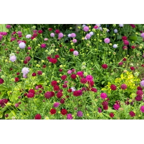 Seedville USA 50 Mixed Colors Veronica Sightseeing Mixture, Pink ...