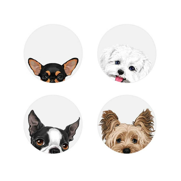 Boston Terrier Maltese