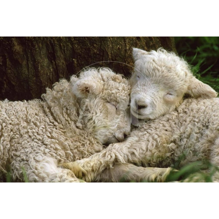 Cute Baby Lambs Sleeping