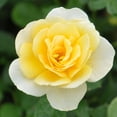 Heirloom Roses - Honor Elizabeth English Legend Rose Plant - Fragrant ...