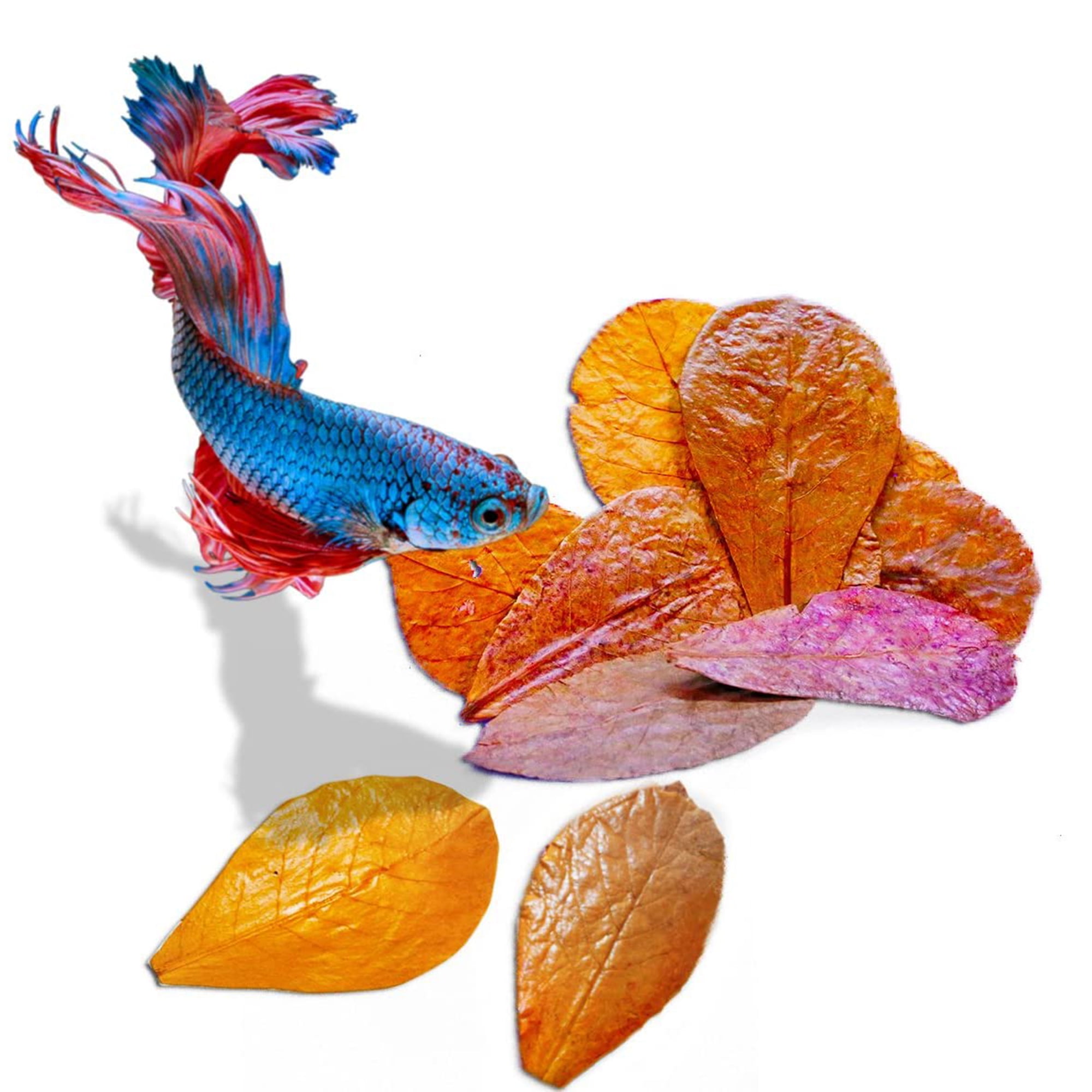 SunGrow Betta Mini Catappa, Beneficial Leaf Tannin that Lowers pH ...