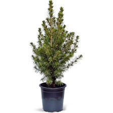 Expert Gardener Live Christmas Tree Emerald Green Arborvitae (2.5 Quart ...