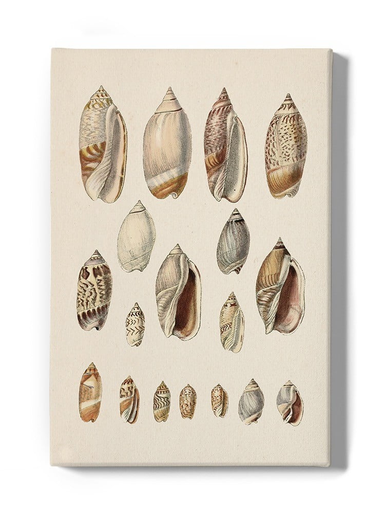 Cone Shell Display I Wrapped Canvas -Jennifer Goldberger Designs ...