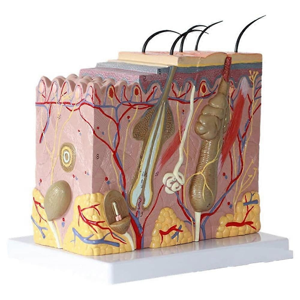 Skin Model 50X Enlarged Anatomical Skin Model Anatomy Three-Dimensional ...