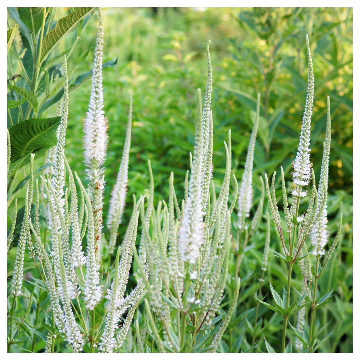 Everwilde Farms - 1 oz Culvers Root Native Wildflower Seeds - Gold ...