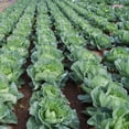 500 Cabbage Seeds, Head Cabbage Seeds, Green Vegetable for Planting ...