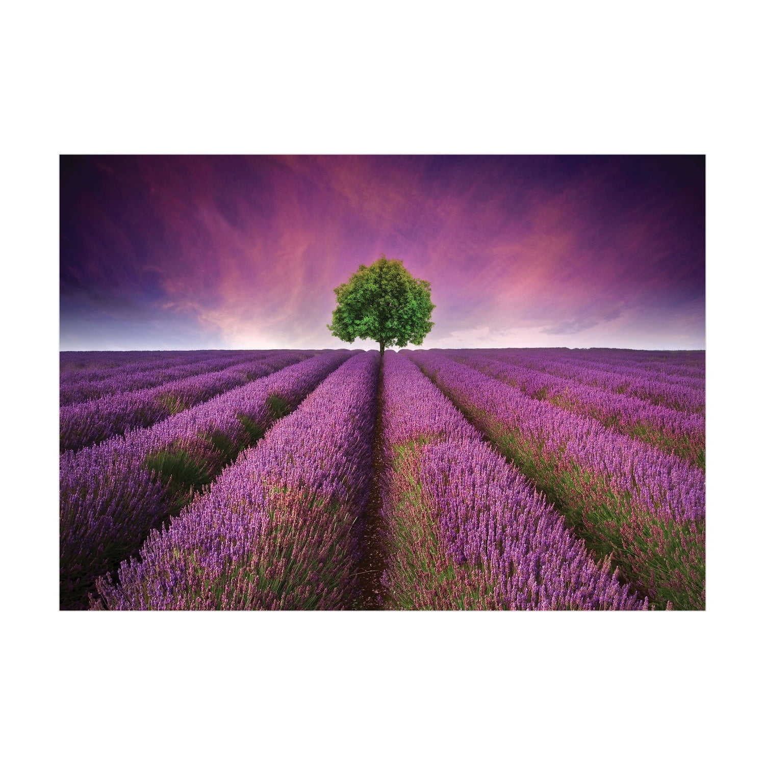 Ambesonne Purple Jigsaw Puzzle, Lavender Fields and Tree, Heirloom ...