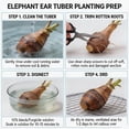 Elephant ear -Tall and Upright Cold-Resistant Suitable for Garden Decor ...