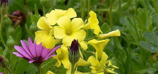 3000 YELLOW SWEET CLOVER Melilotus Officinalis Flower Seeds - Walmart.com