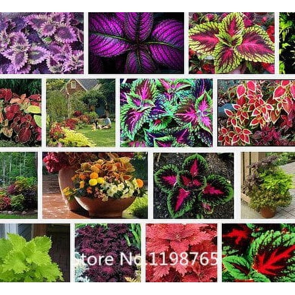 Rainbow Flower Seeds