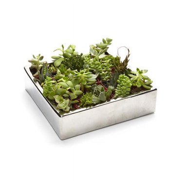 2 in. Live Succulent Gift Set - Two Plants - Walmart.com