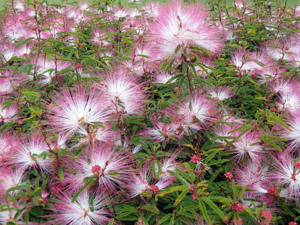 Pink Dwarf Powderpuff Plant - Calliandra - 4" Pot - House Plant or ...