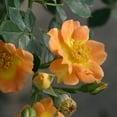 Heirloom Roses - Peachy Creeper Shrub Rose Bush - Orange Rose Bushes ...