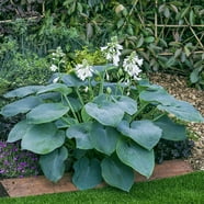 Hardy Outdoor Colossal Blue Hosta, Shade Loving Perennial Plant ...