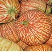 Silver Edge Pumpkin Seeds for Planting (10 Seeds) - Exotic Striped ...
