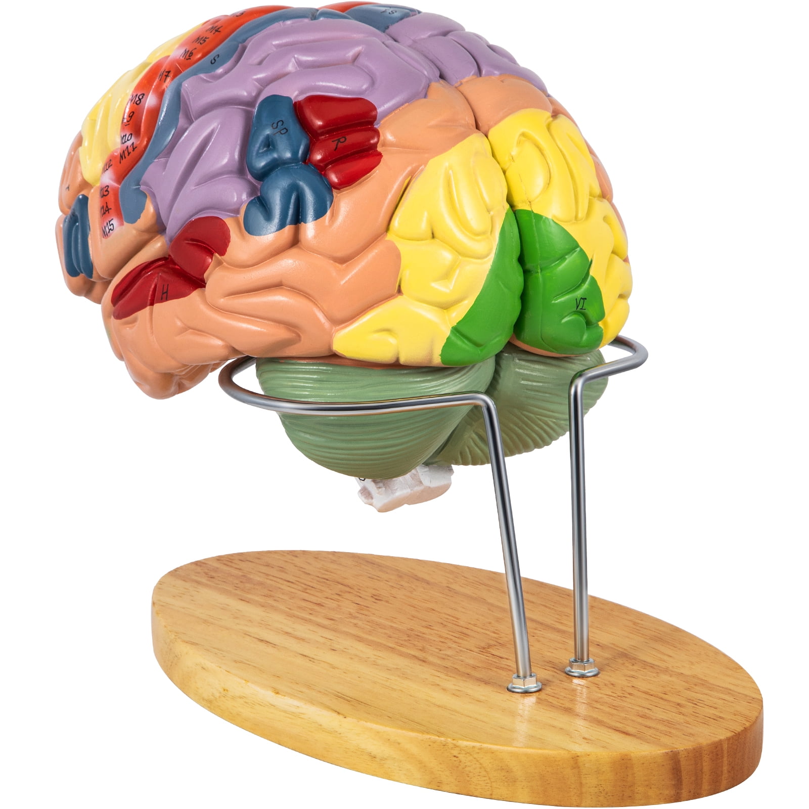 Buy VEVOR Human Brain Model Anatomy 4 Part Model Of Brain WLabels