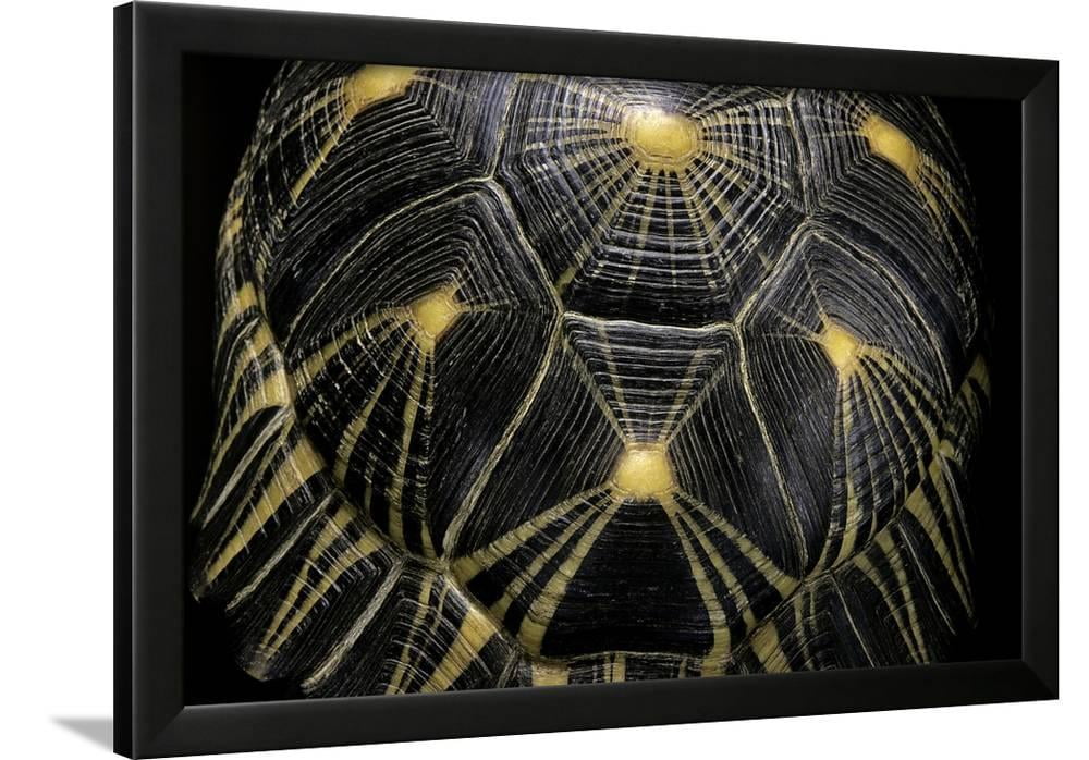 Geochelone Radiata Radiated Tortoise, Animals Framed Art Print Wall Art ...