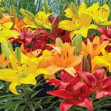 10 Pack Partial Sun Asiatic Lilies Mix/ Freshly Dug Perennial Lily ...