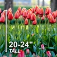 Garden State Bulb Darwin Hybrid Dafeng Tulip Flower Bulbs, 12/+ cm (Bag ...