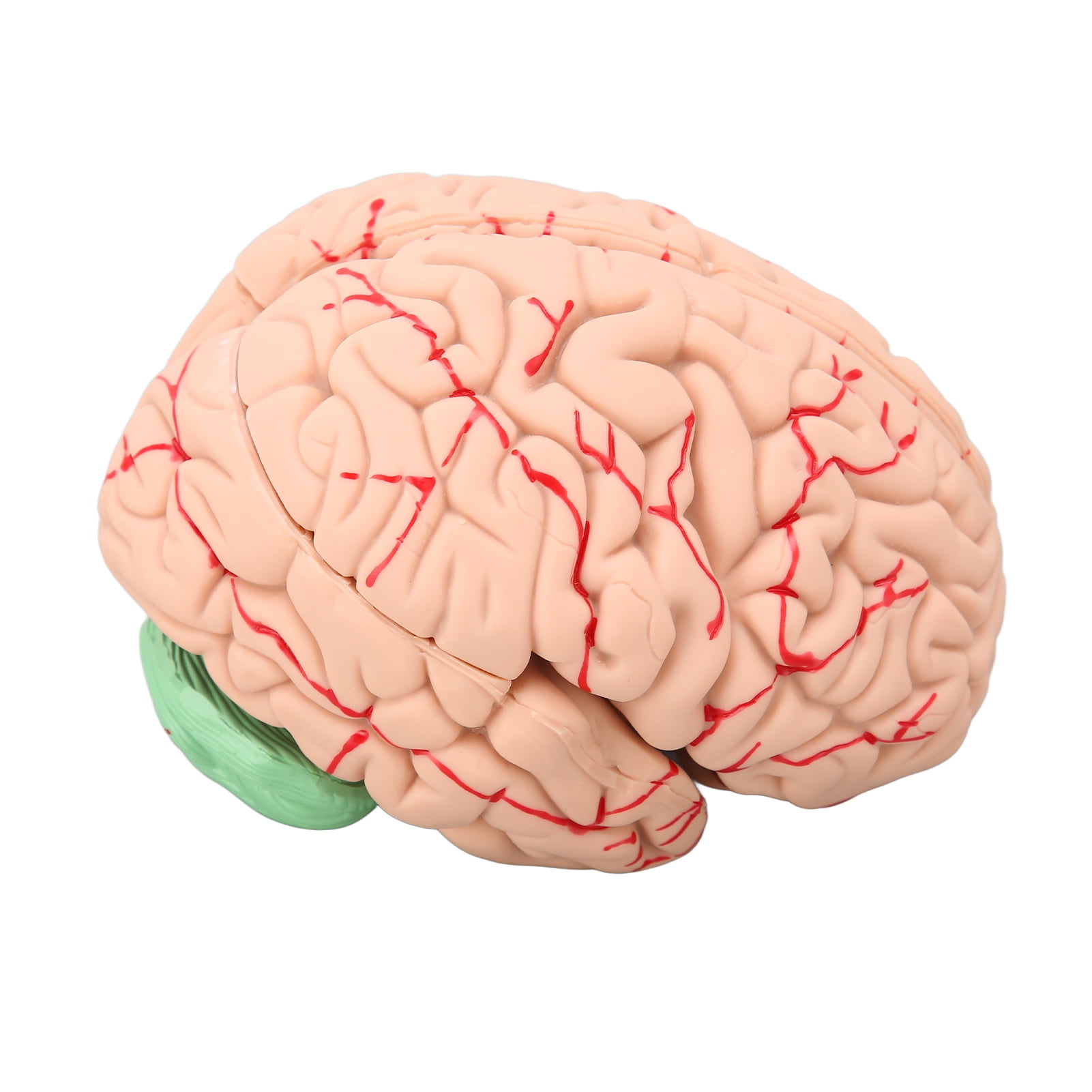 The Real Human Brain