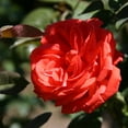 Heirloom Roses - Tropicana Hybrid Tea Rose Bush - Exceptionally Fragrant Rose Plants - Walmart.com